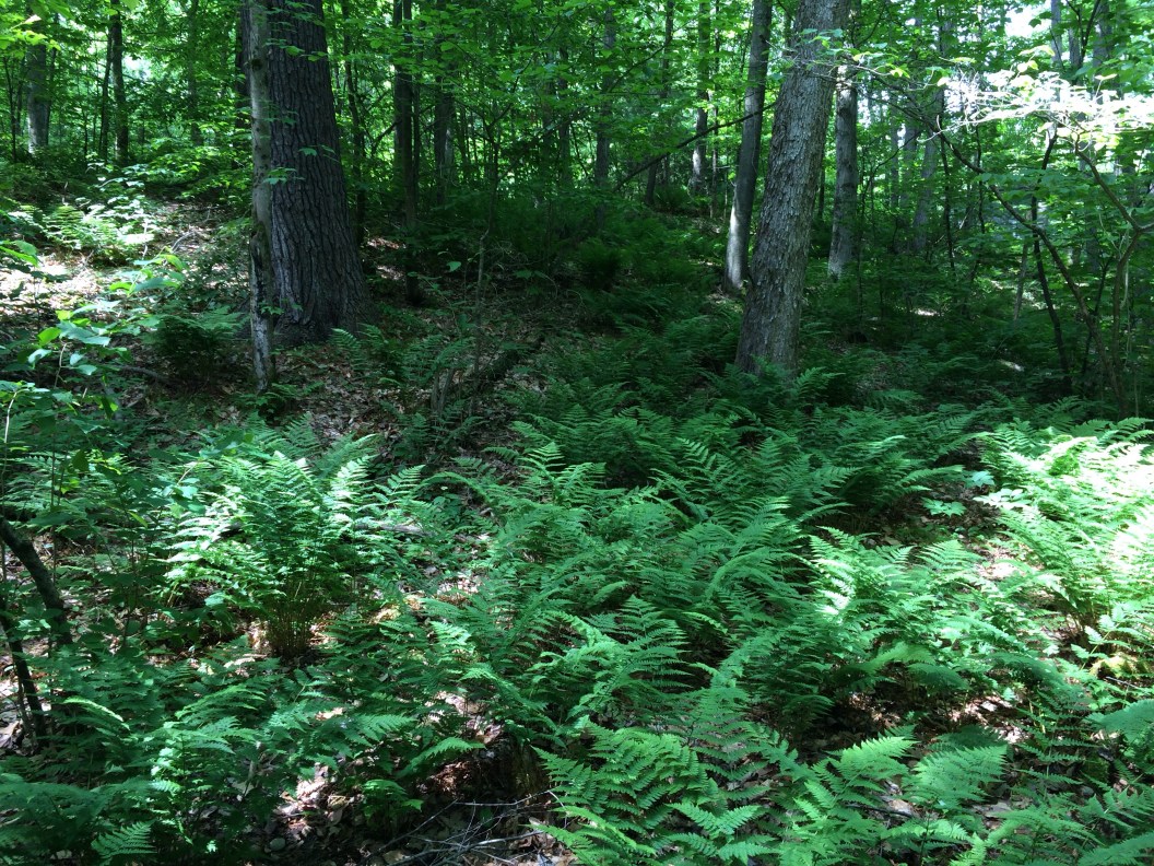 A Berkshire Morning Walk to Lake Buel | Sound Travels with Jeff von der ...