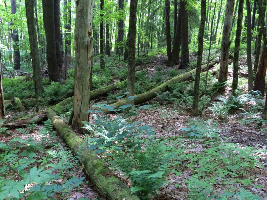 A Berkshire Morning Walk to Lake Buel | Sound Travels with Jeff von der ...