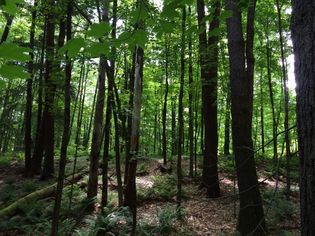 A Berkshire Morning Walk to Lake Buel | Sound Travels with Jeff von der ...